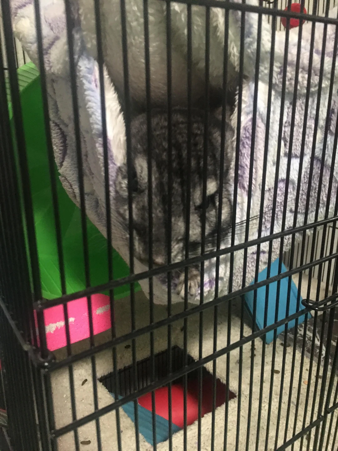 Stuffies? | Scrolller