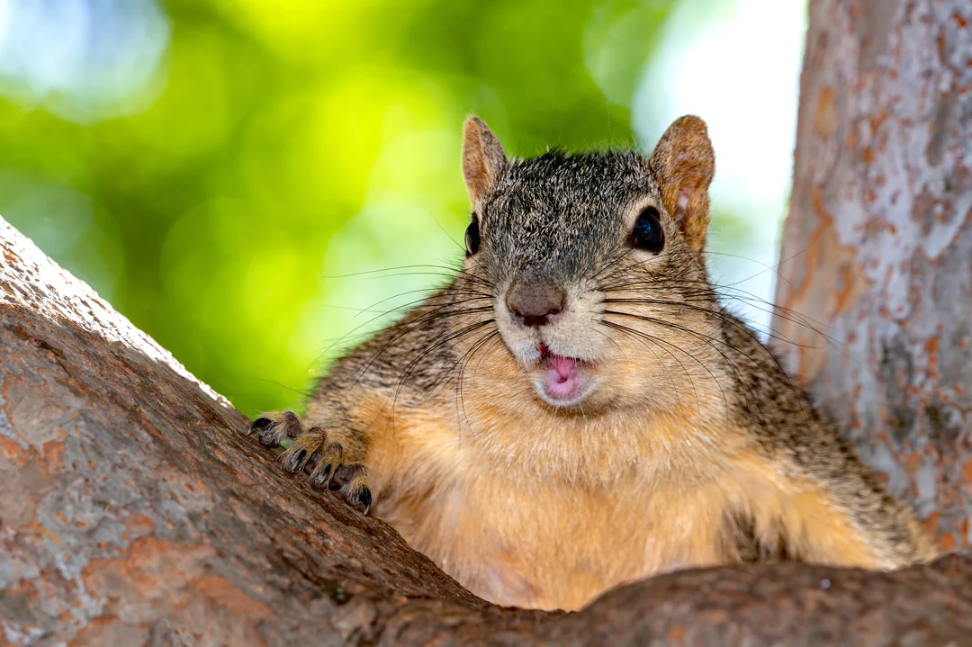 Squirrel | Scrolller