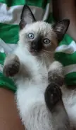 This Cute Siamese Kitten 🐱 | Scrolller