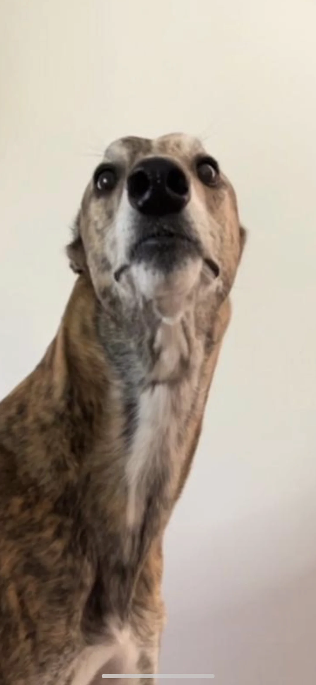 the judgement | Scrolller