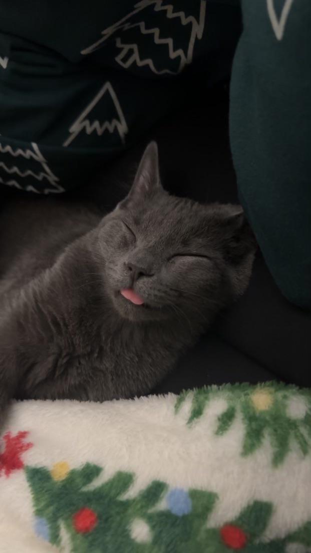 kitty’s first blep | Scrolller