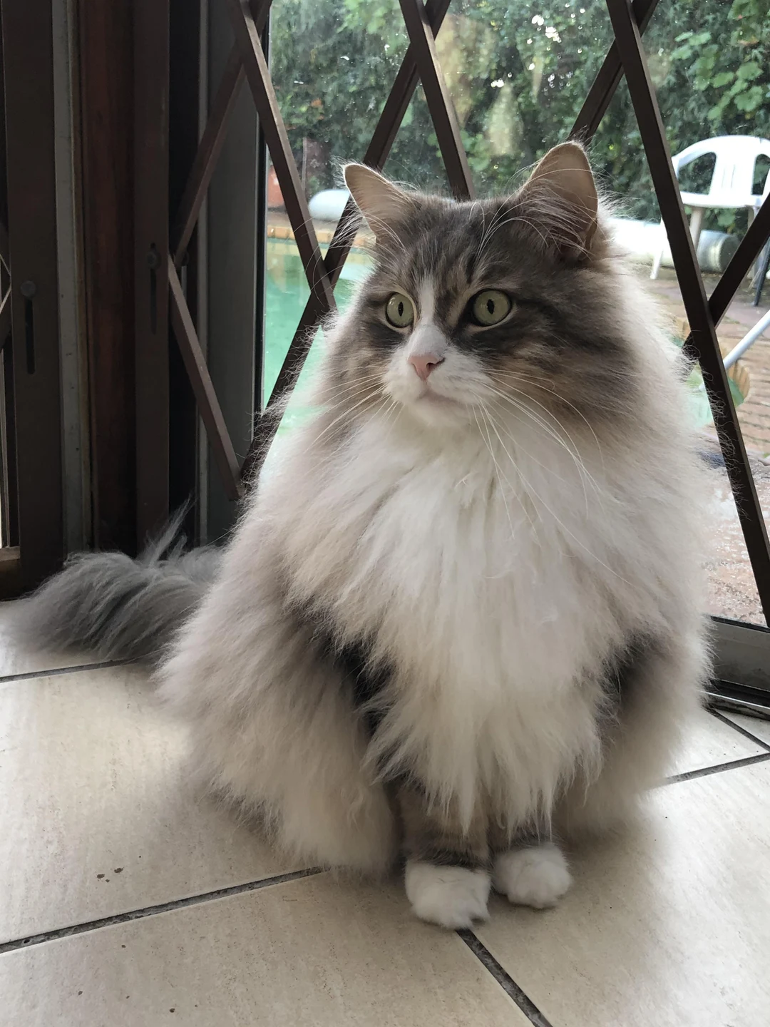 Meet Merlin :) | Scrolller