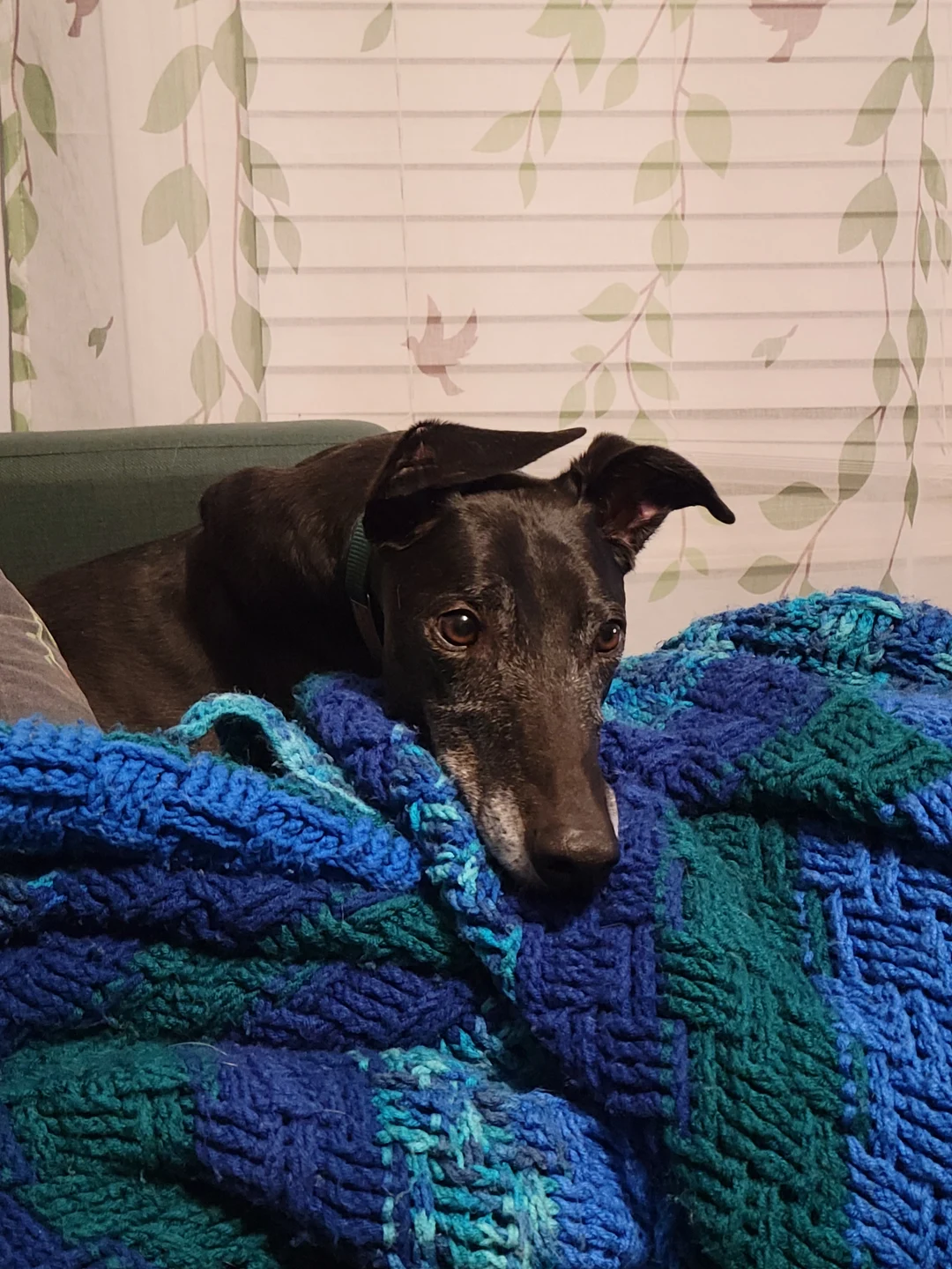 Discover more like Greyhounds: My handsome Storm Cloud. 🖤 and Related Content | Scrolller
