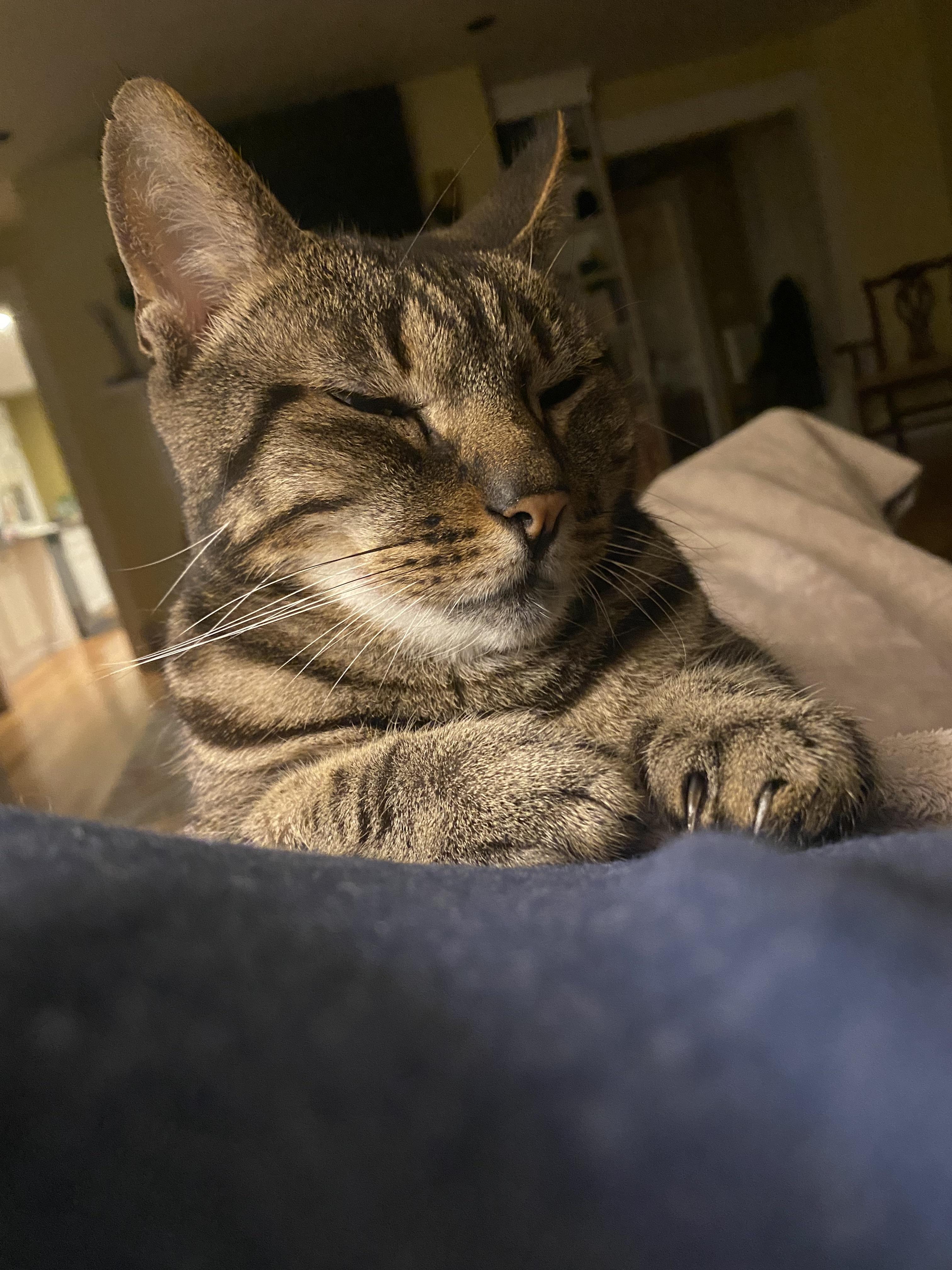 Shadow demon behind awesome cat portends He’ll | Scrolller