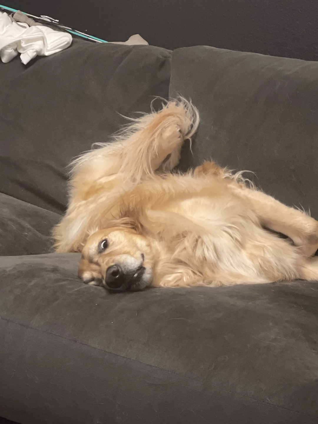 Discover more like WhatsWrongWithYourDog: Derp and Related Content | Scrolller