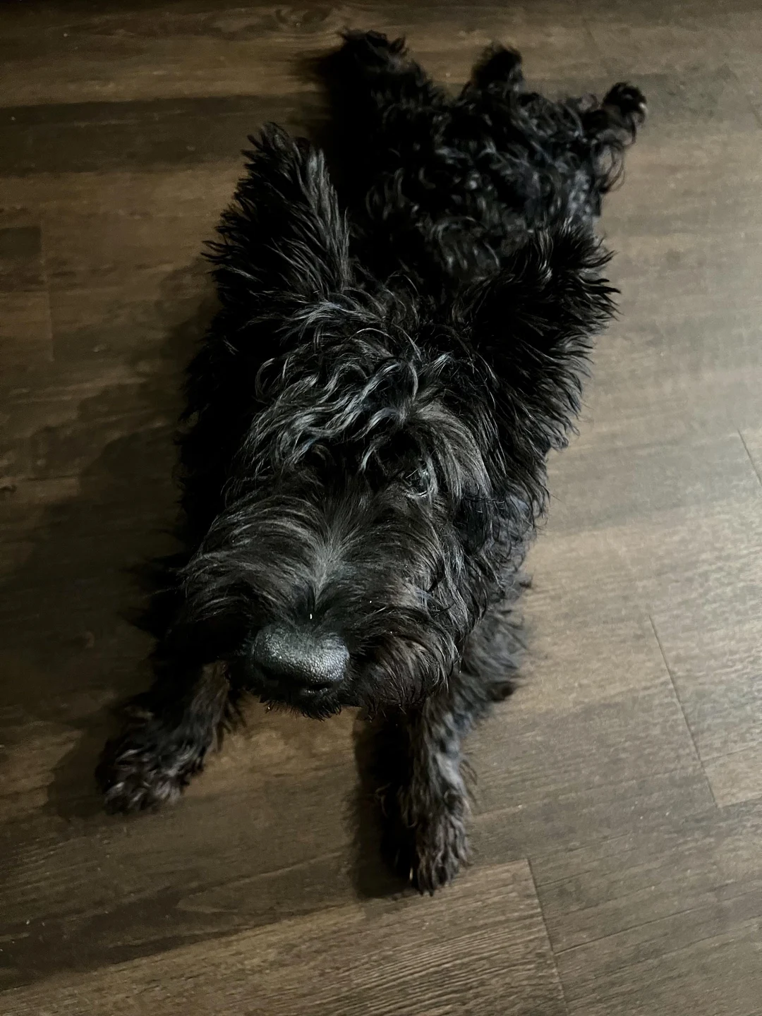 Splooting gone wild 🤣 | Scrolller