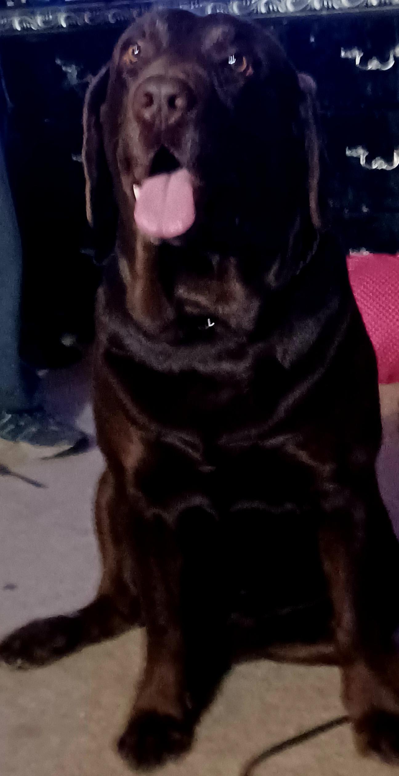 (OC) My big baby Moose 😍 | Scrolller