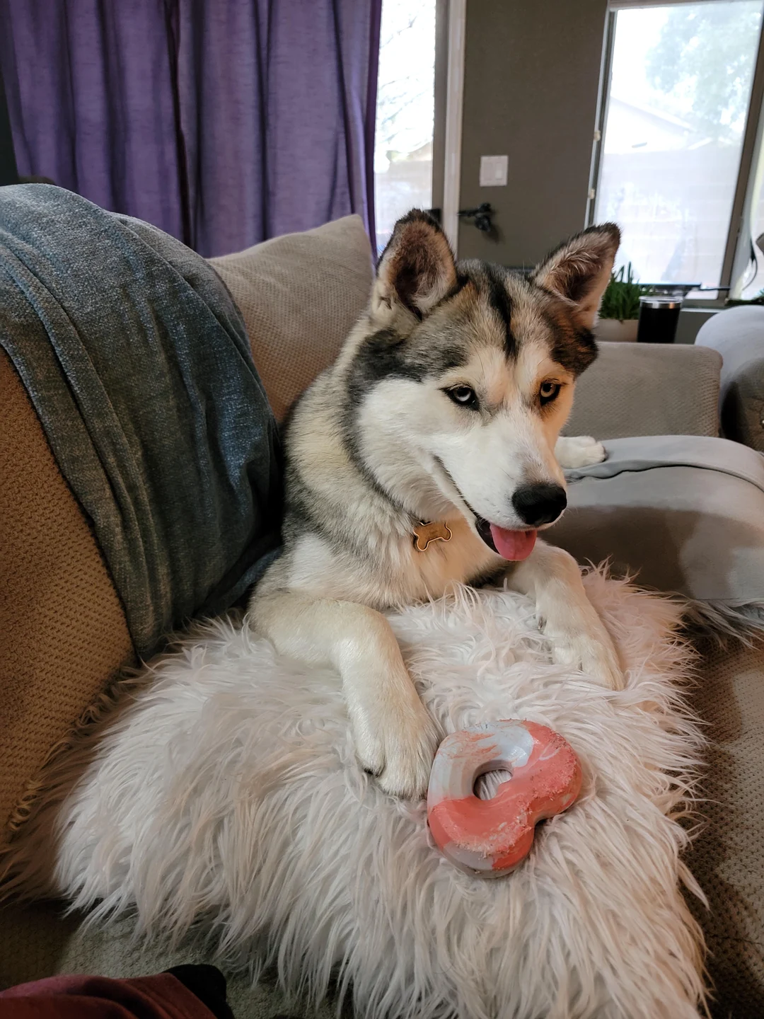 Smelly Husky Floof | Scrolller