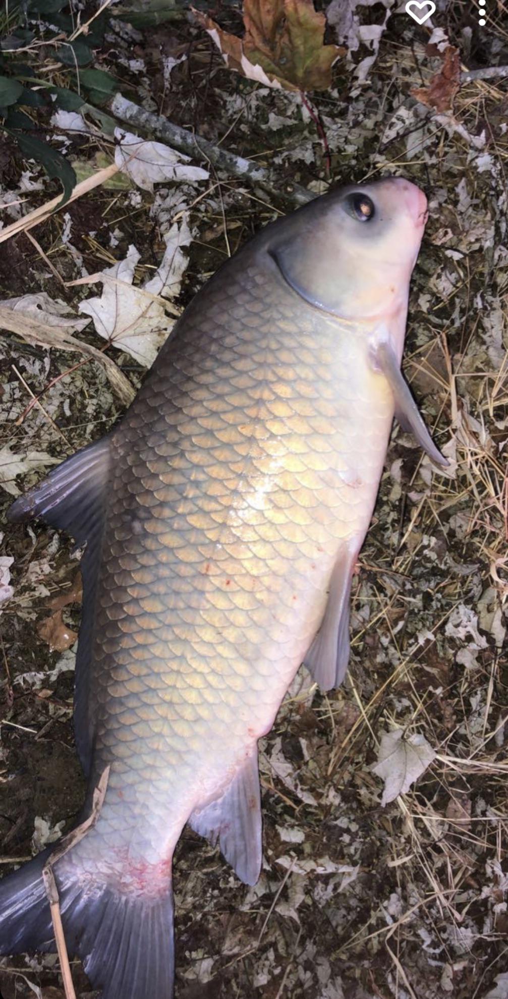 What is this (fish id ) | Scrolller