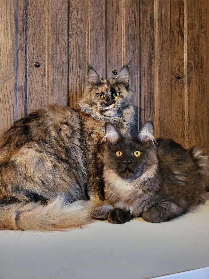Millie And Lilith Scrolller