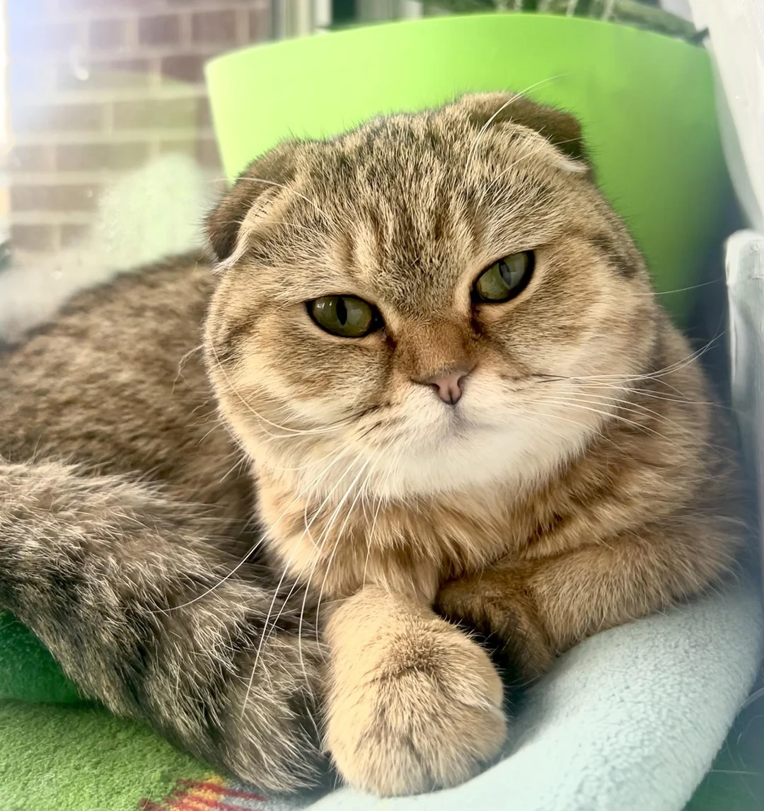 Discover more like Cute: Tabby princess and Related Content | Scrolller