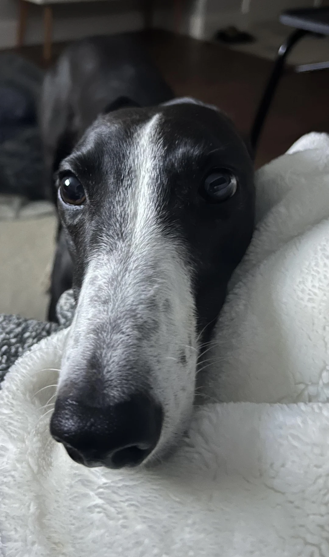 We’ve lost her ears again! Jill the seal | Scrolller