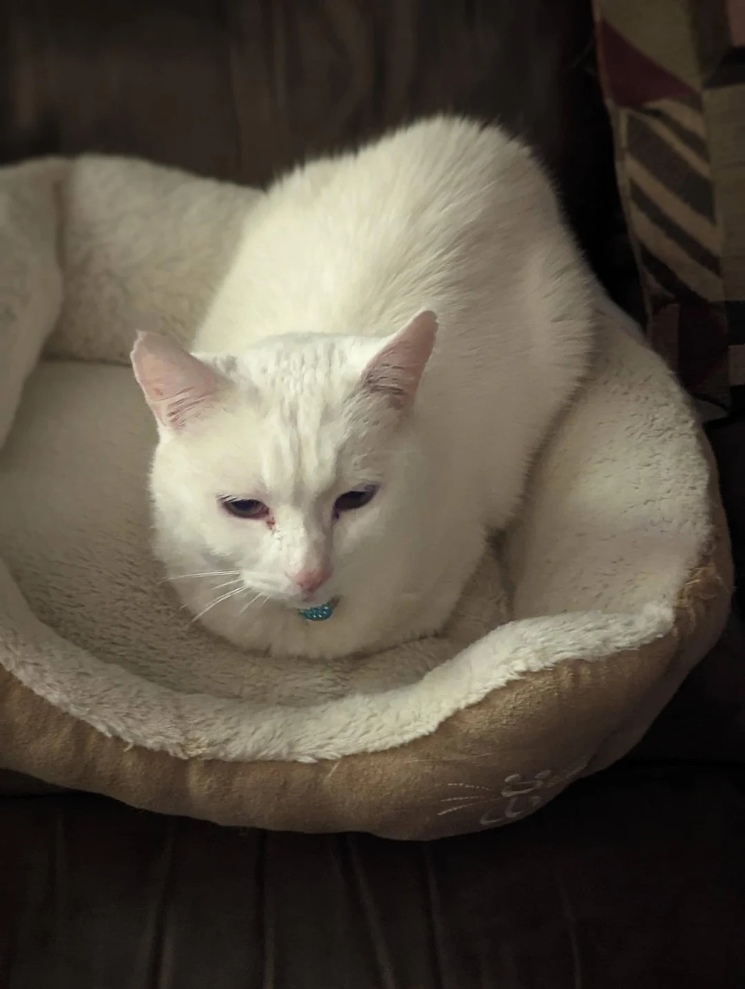 Loafing around in bed. | Scrolller