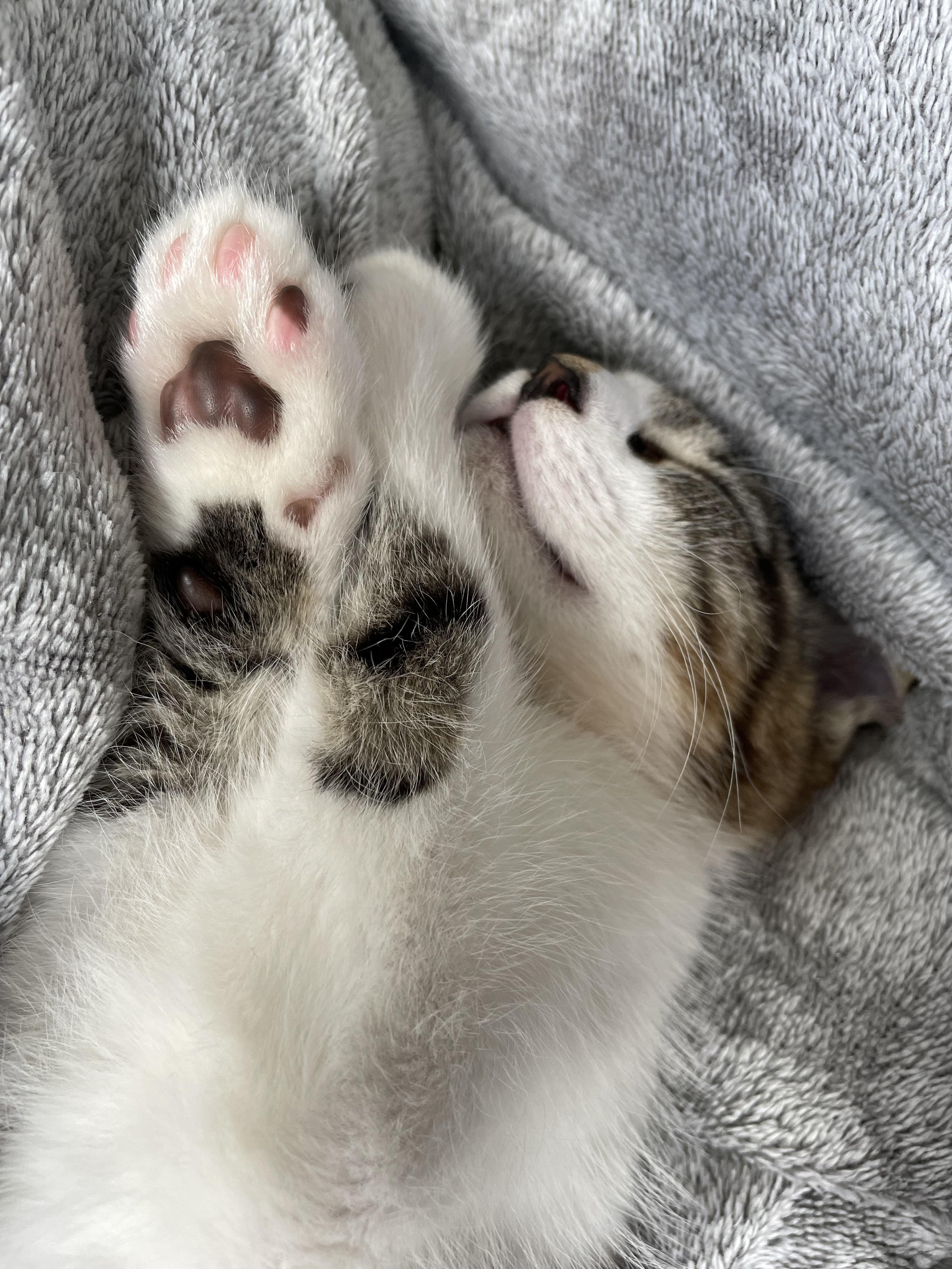 Sunday nap beans | Scrolller