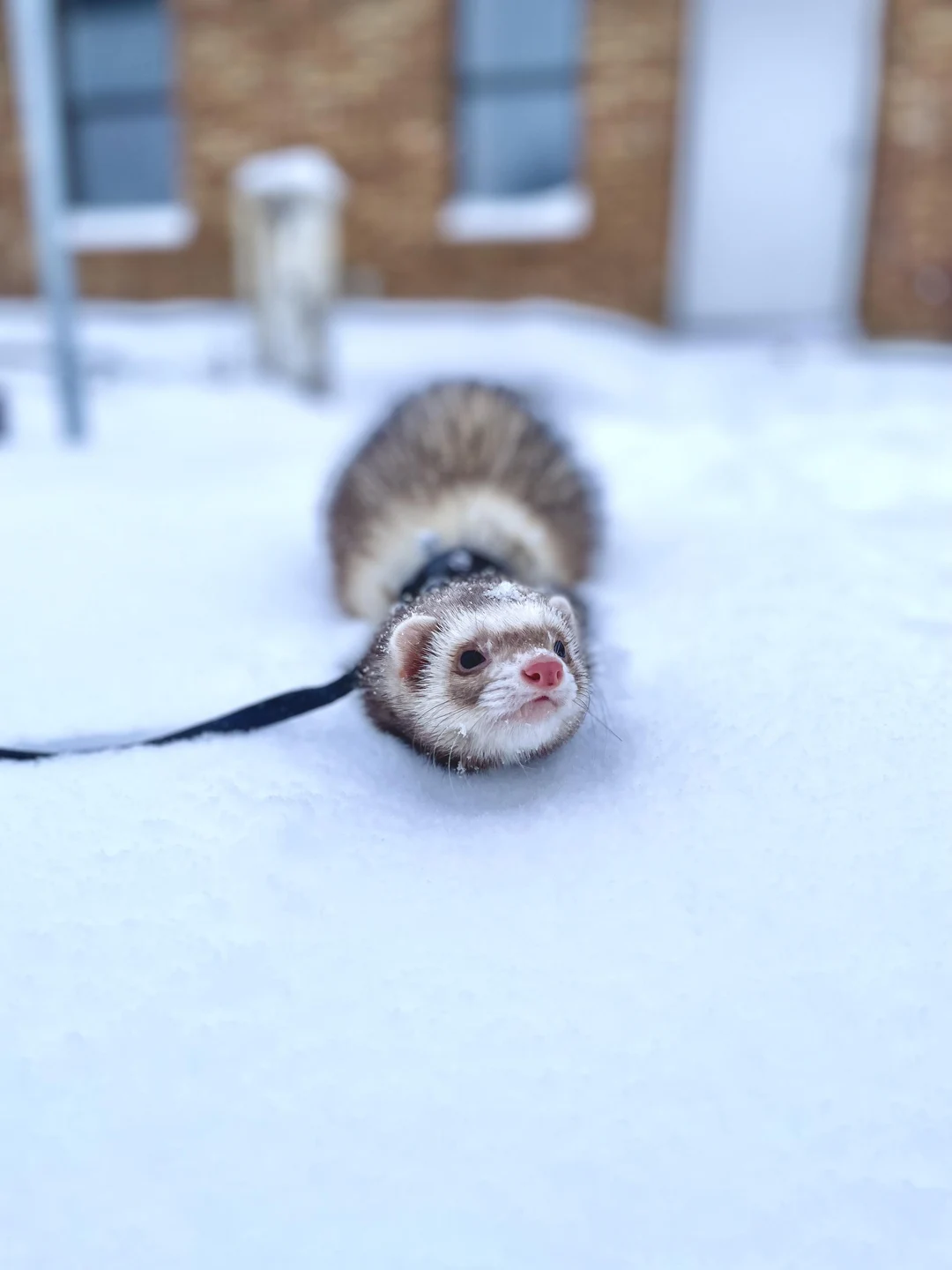 Some snowy enrichment for my boy 💙 | Scrolller