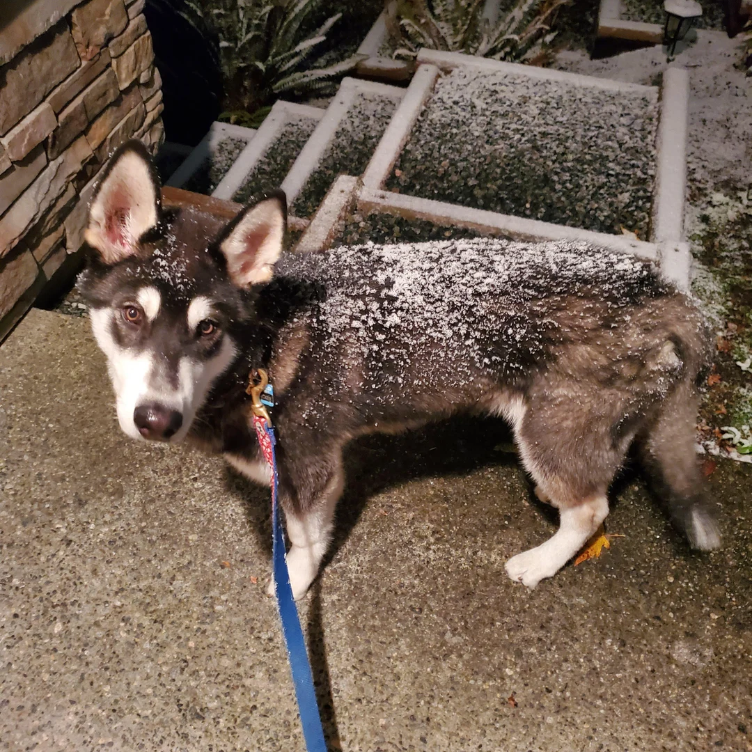 Lightly Frosted (his first snowfall) | Scrolller