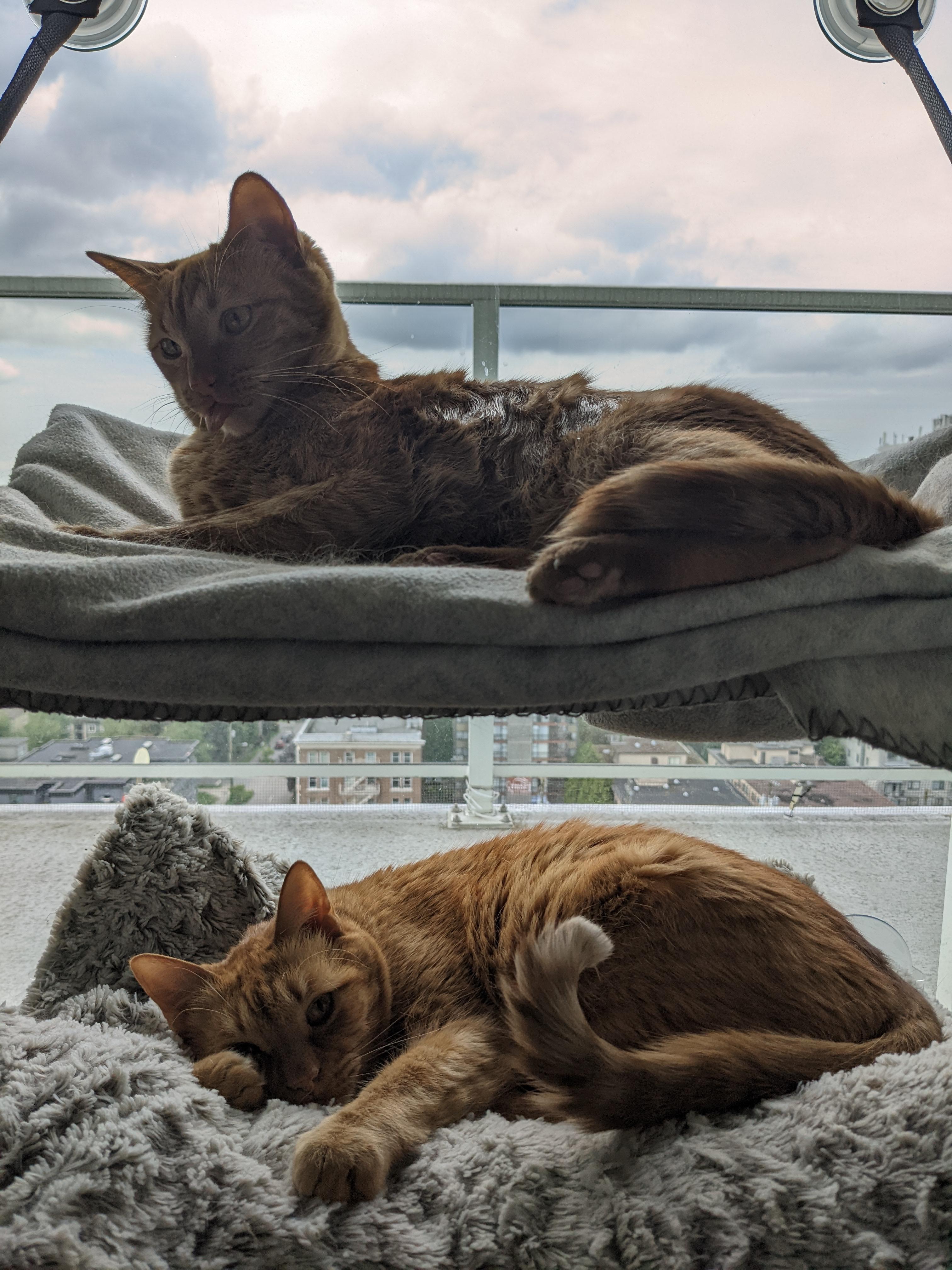 double-decker (My cats: Panque and Madalena) | Scrolller