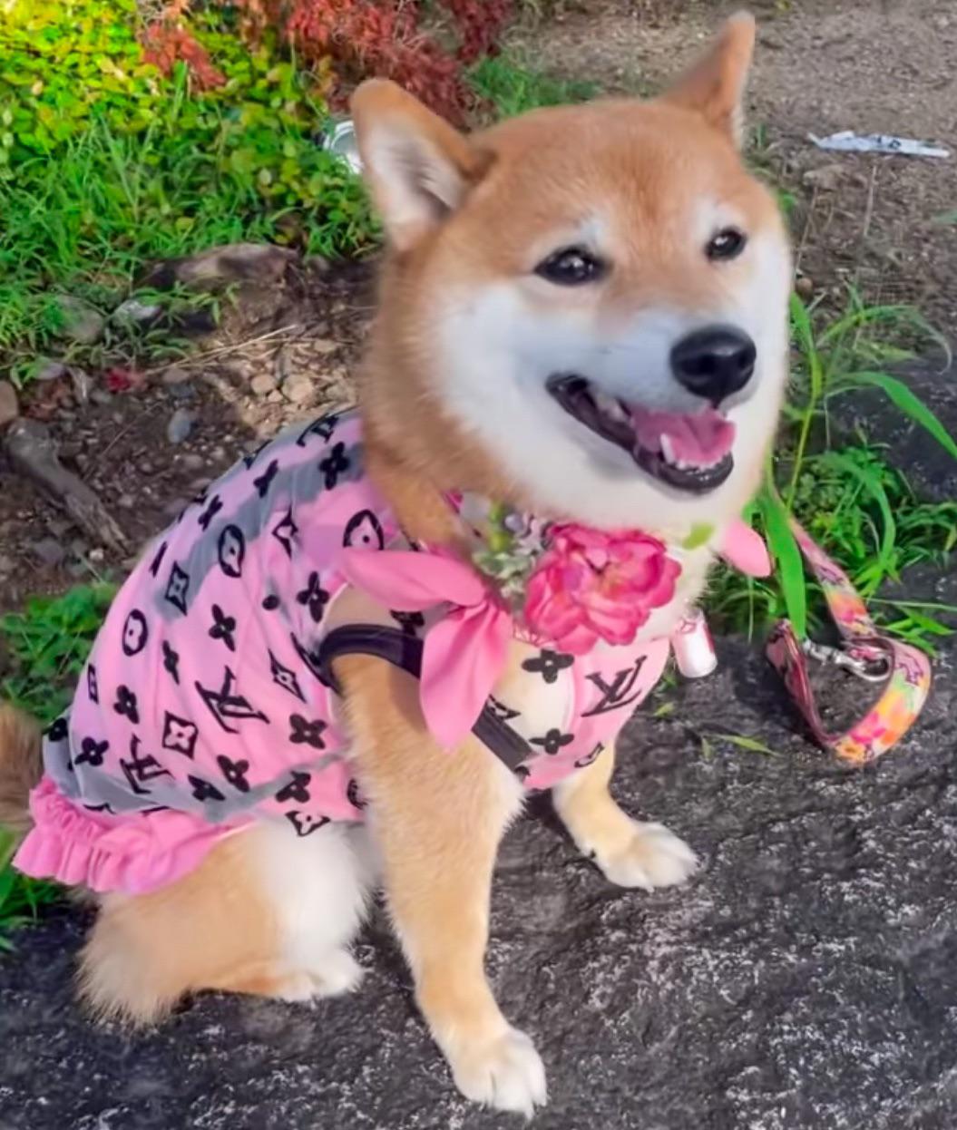 Shiba summer | Scrolller