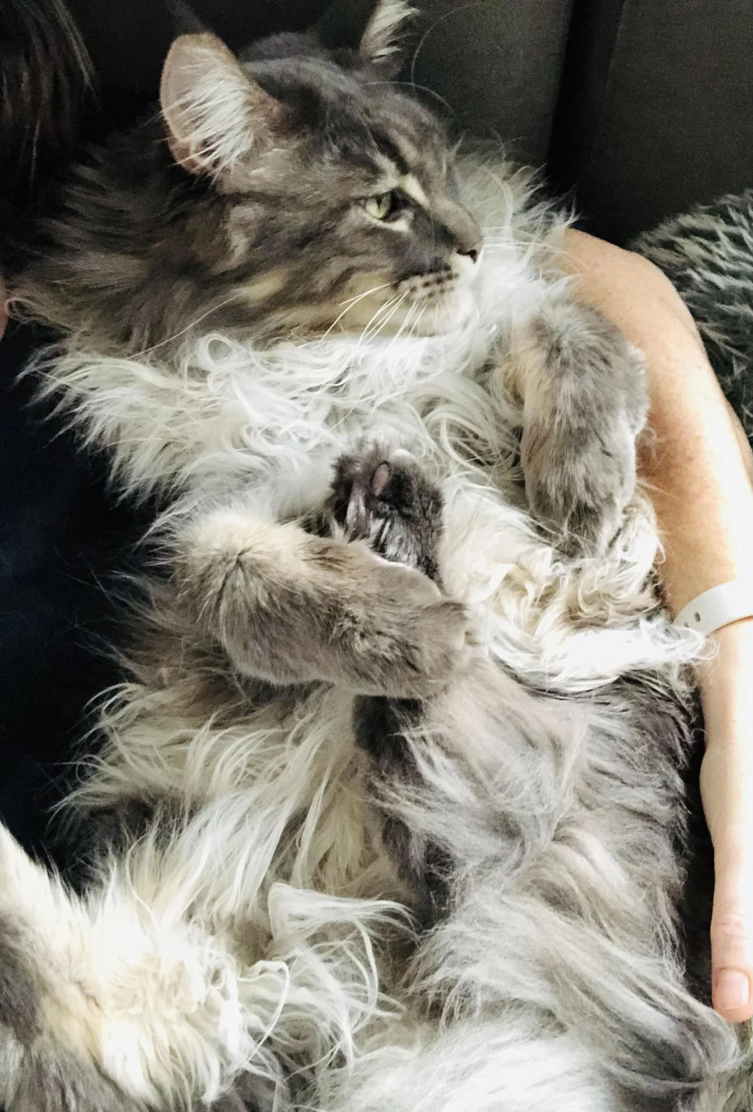 A floof holds his foot… | Scrolller