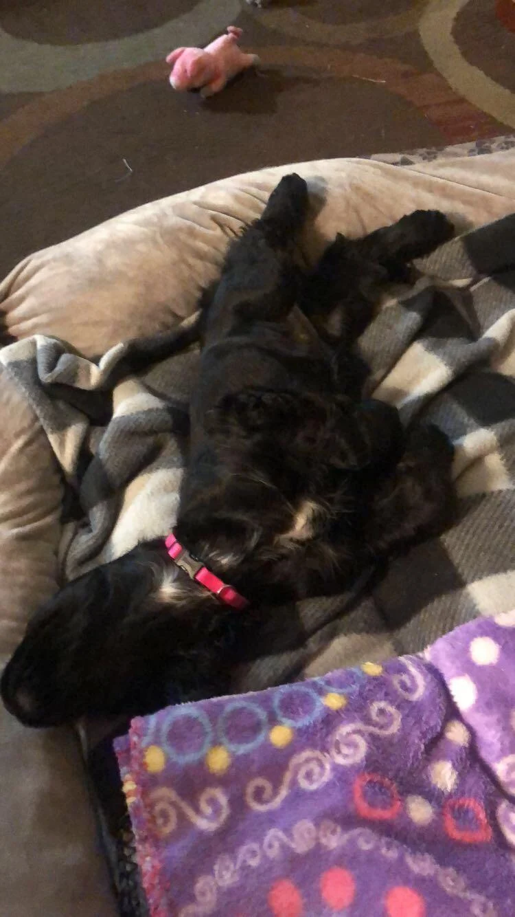 Sleepy pup | Scrolller