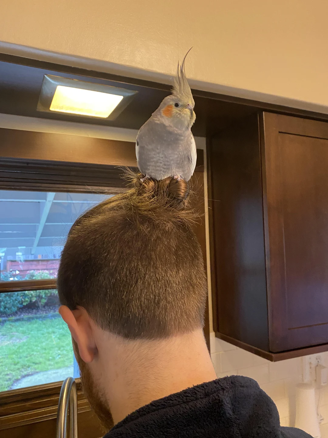 One of my girls perched perfectly atop my husband’s “manbun”. Her name is Jalepeña, and she’s a ...