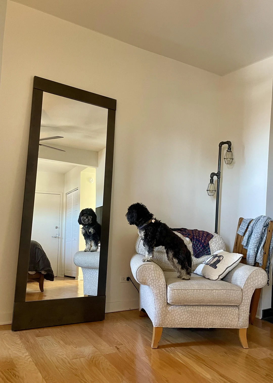 Discover more like WhatsWrongWithYourDog: She’s fascinated by mirrors. and Related Content ...