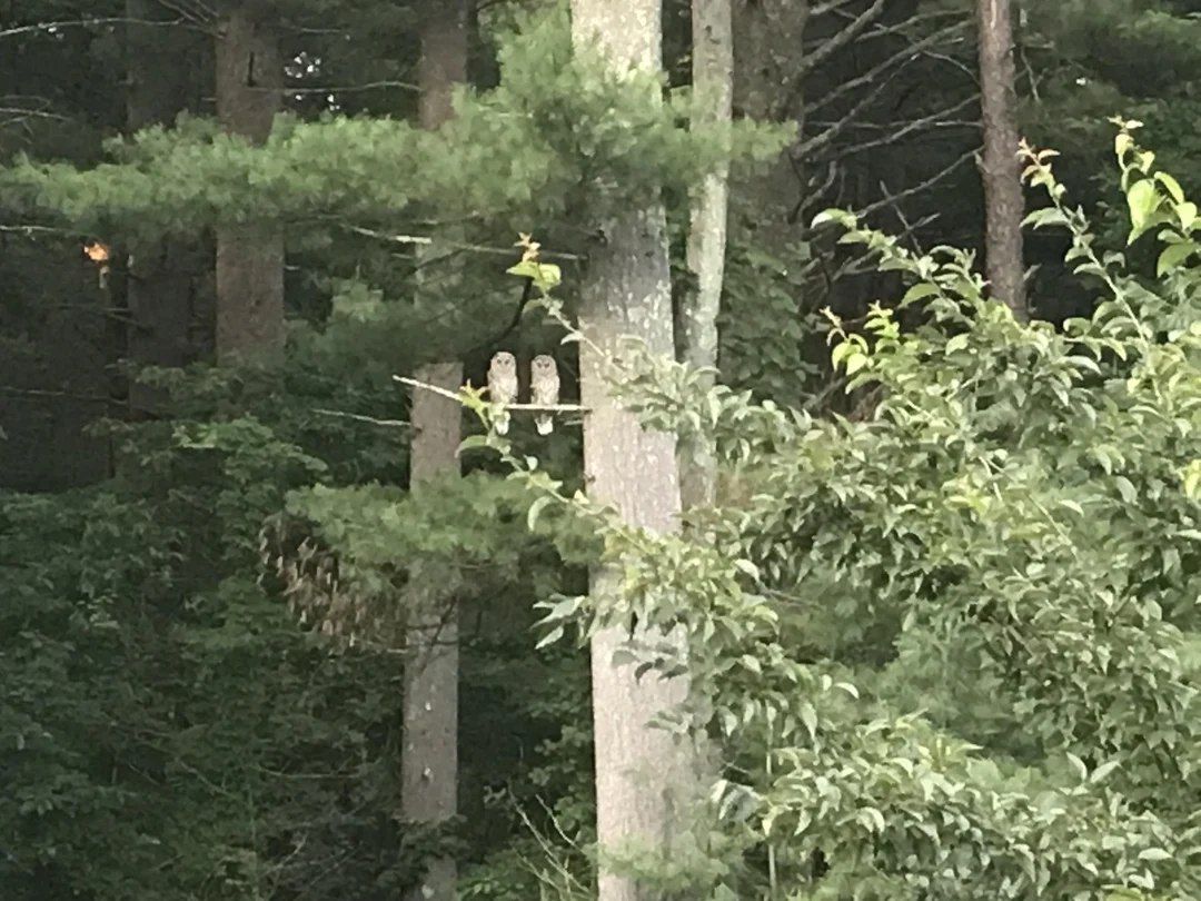 A pair of barred owls in my backyard | Scrolller