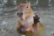 Have you ever seen a capybara waving? | Scrolller