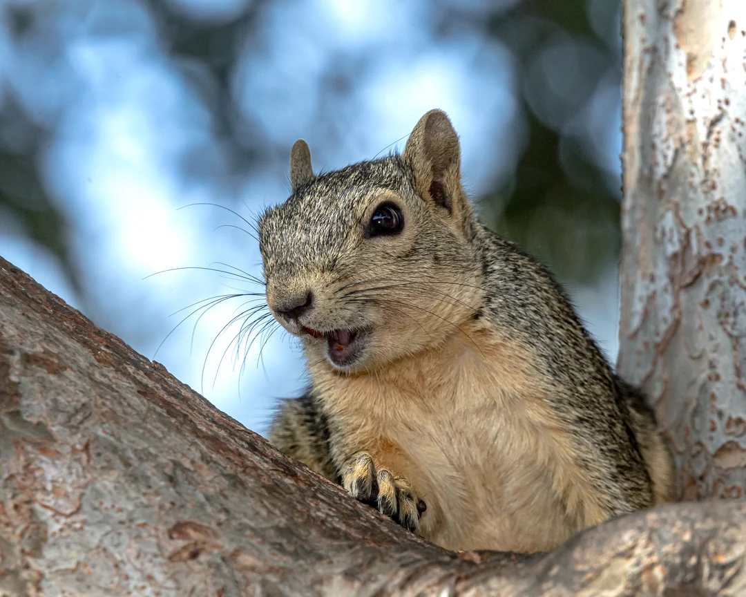 Good Morning Happy Squirrel | Scrolller