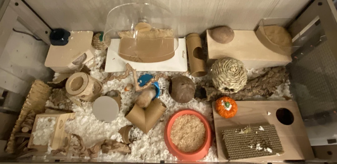 Hamster cage refresh | Scrolller