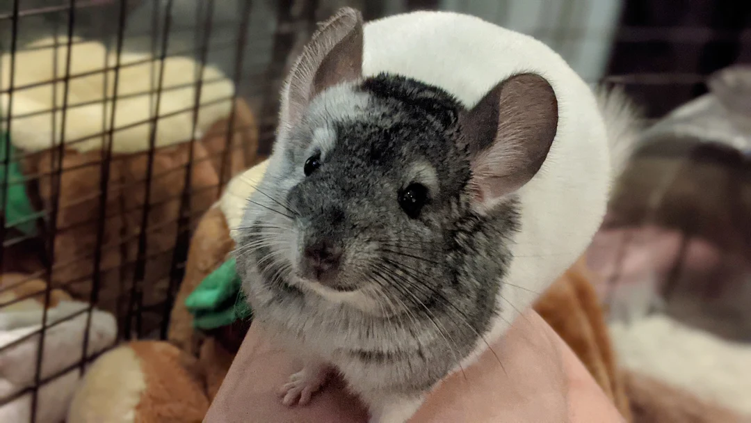 By popular demand, here's another photo of Mame, our mosaic chinchilla 🐭 | Scrolller