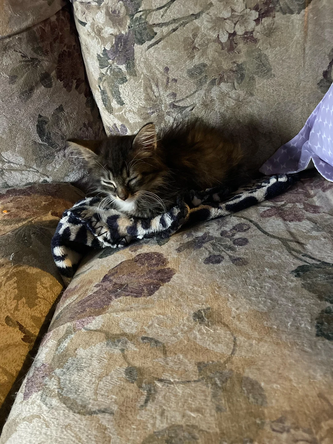 Discover more like Catloaf: Kitten loaf and Related Content | Scrolller