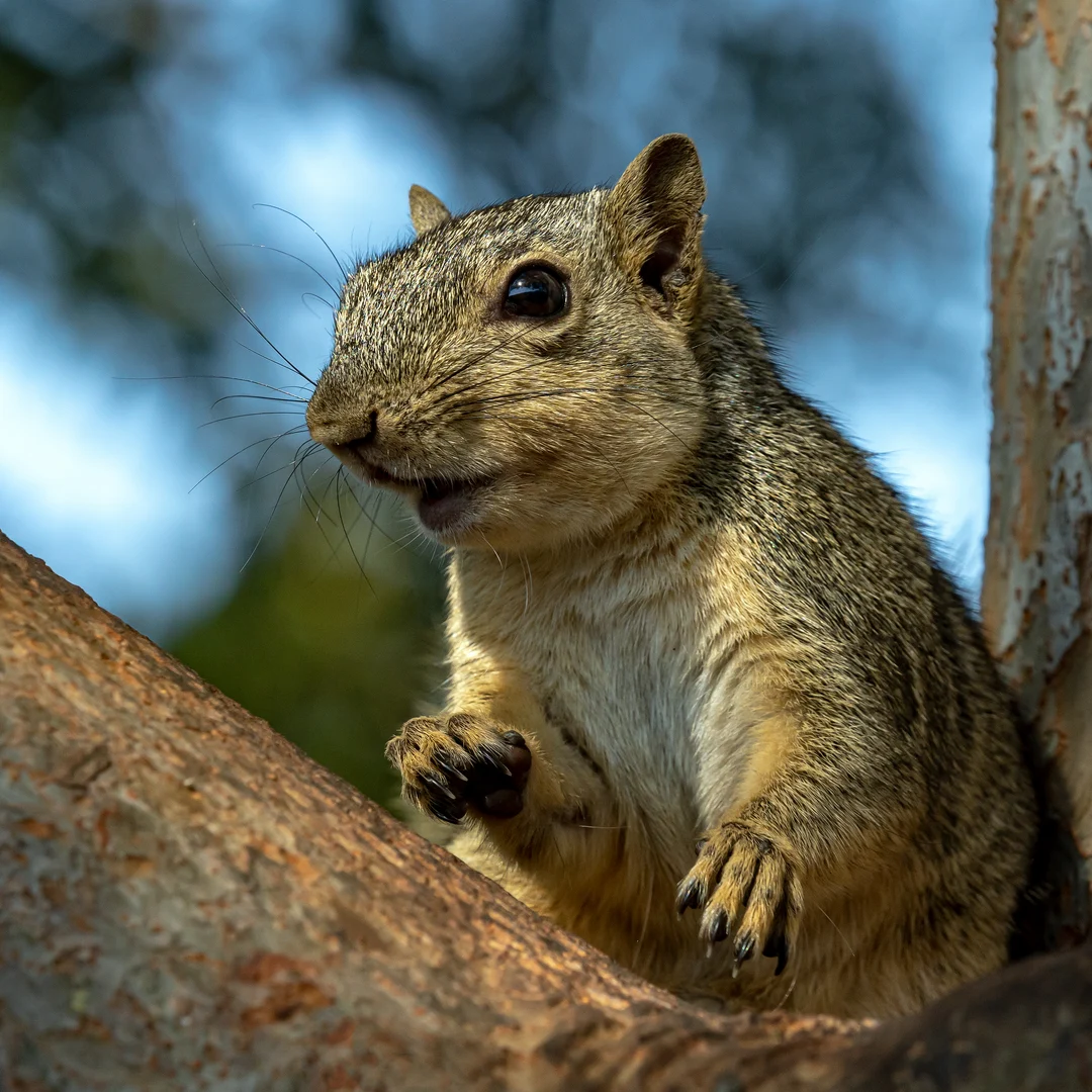 Squirrel | Scrolller