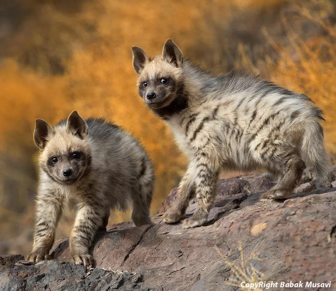 Striped Hyenas of Iran | Scrolller