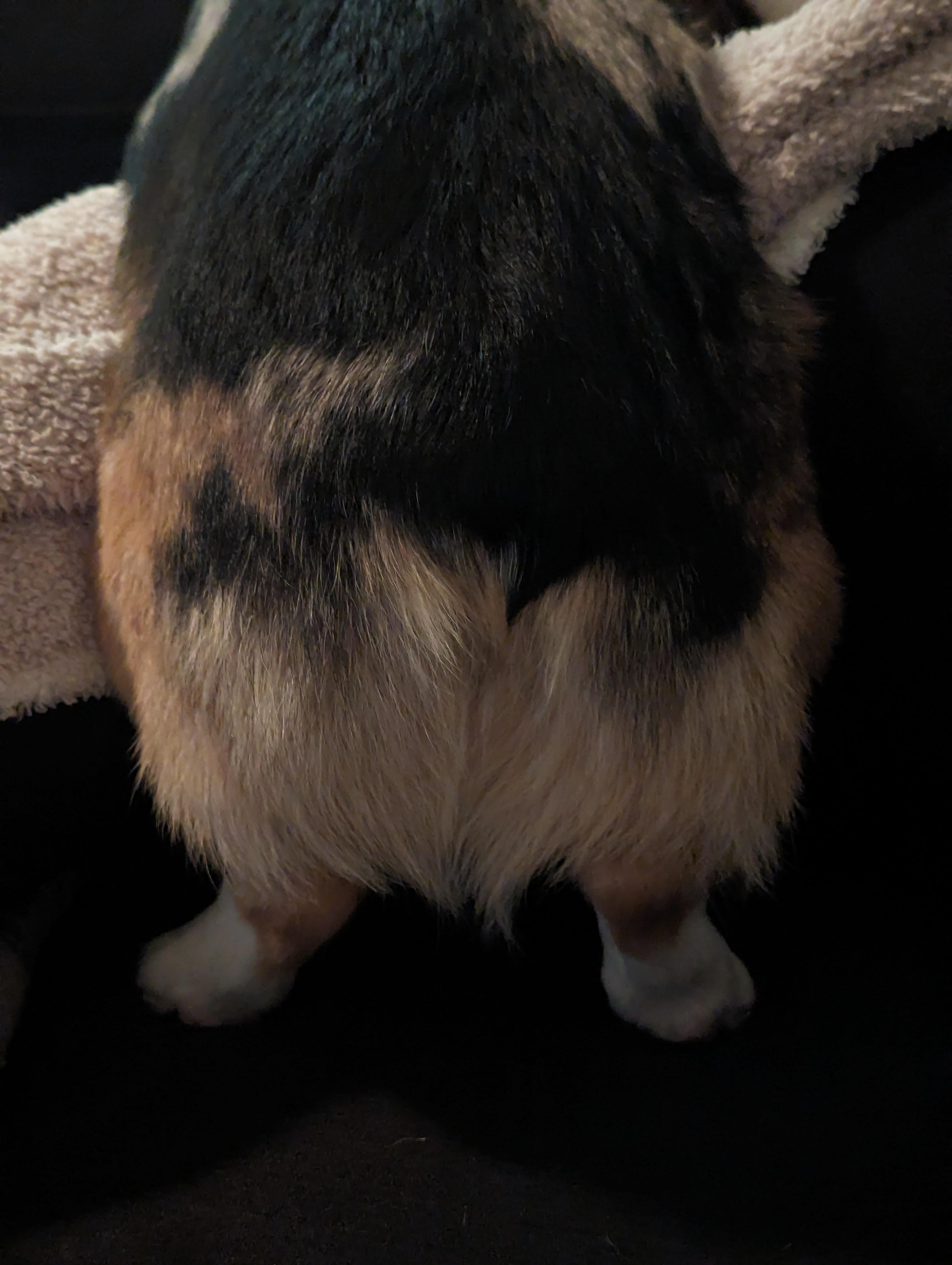 Floof, majestic floof. | Scrolller