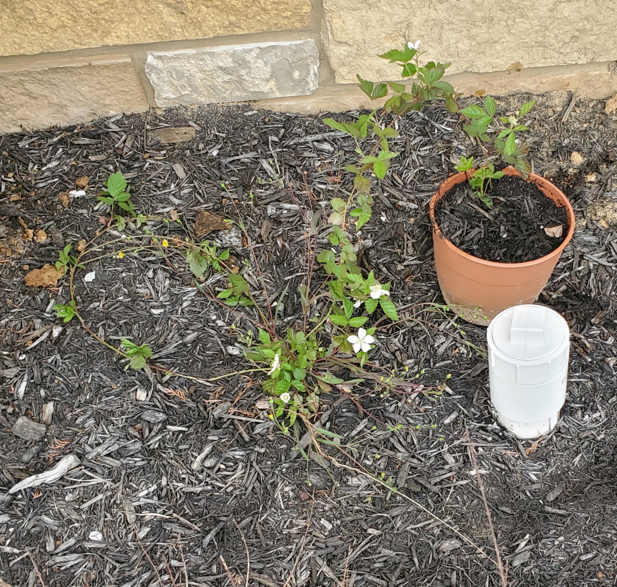 My BoysenBerry Flowering | Scrolller