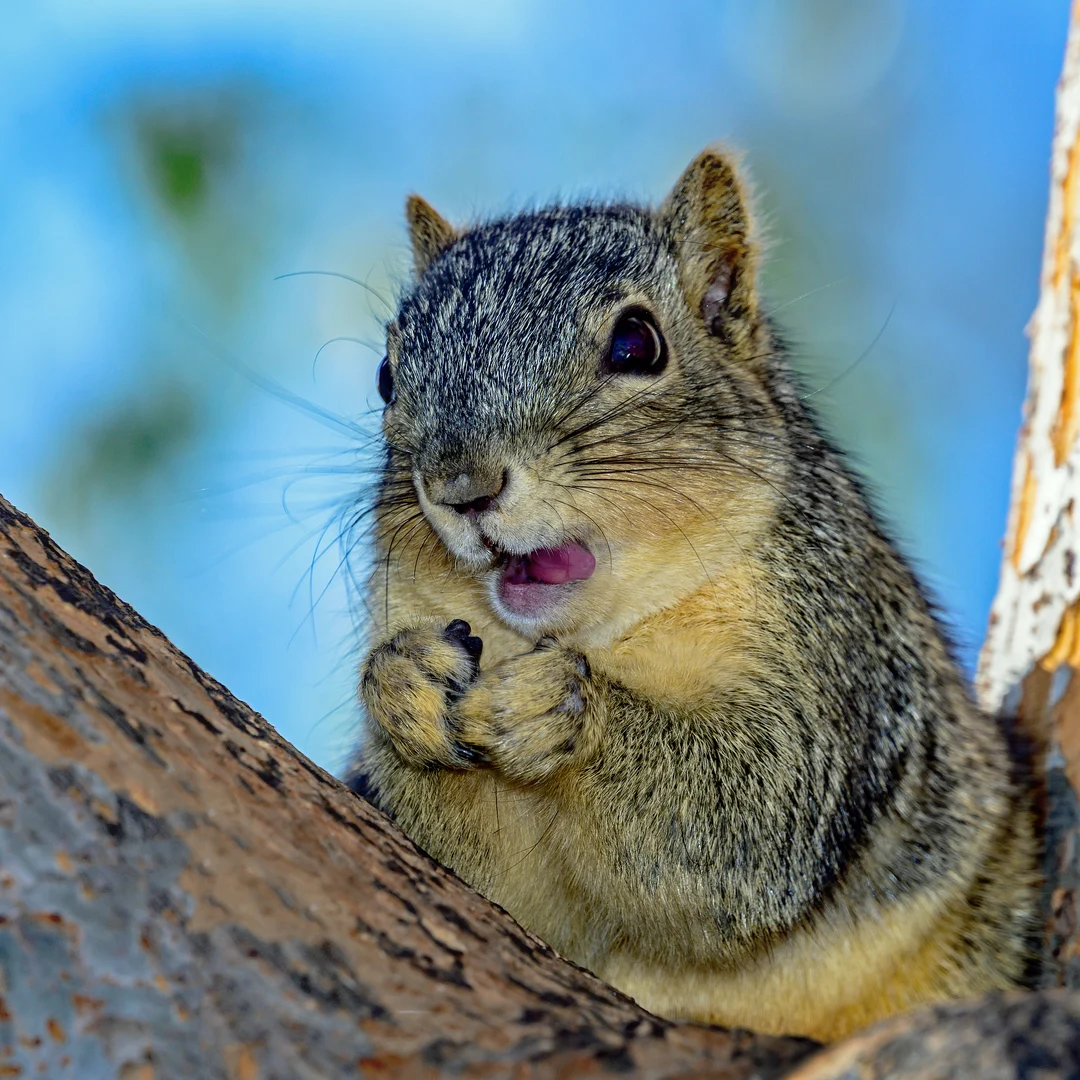 Squirrel | Scrolller