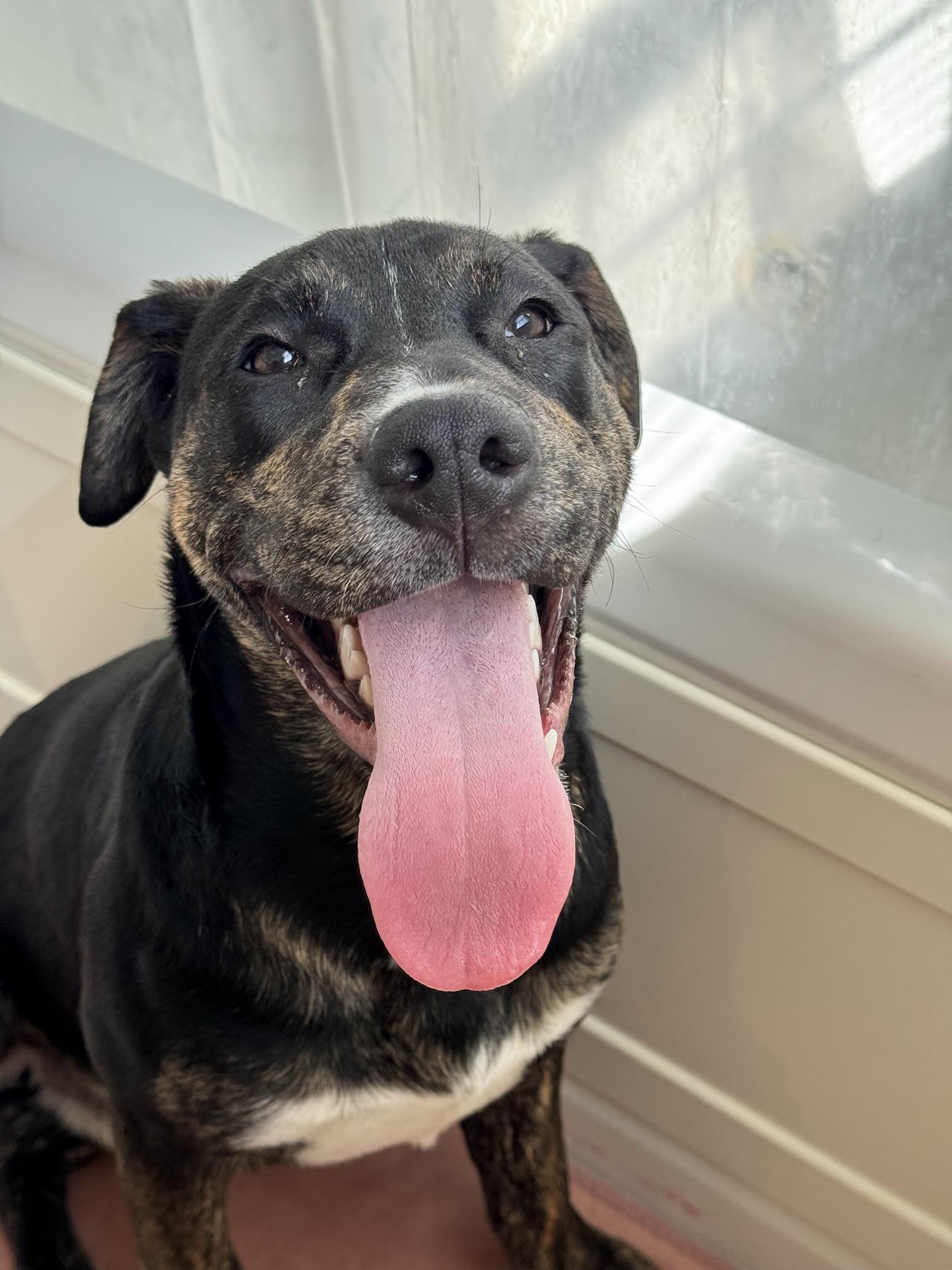 Should we adopt our foster puppy?? | Scrolller