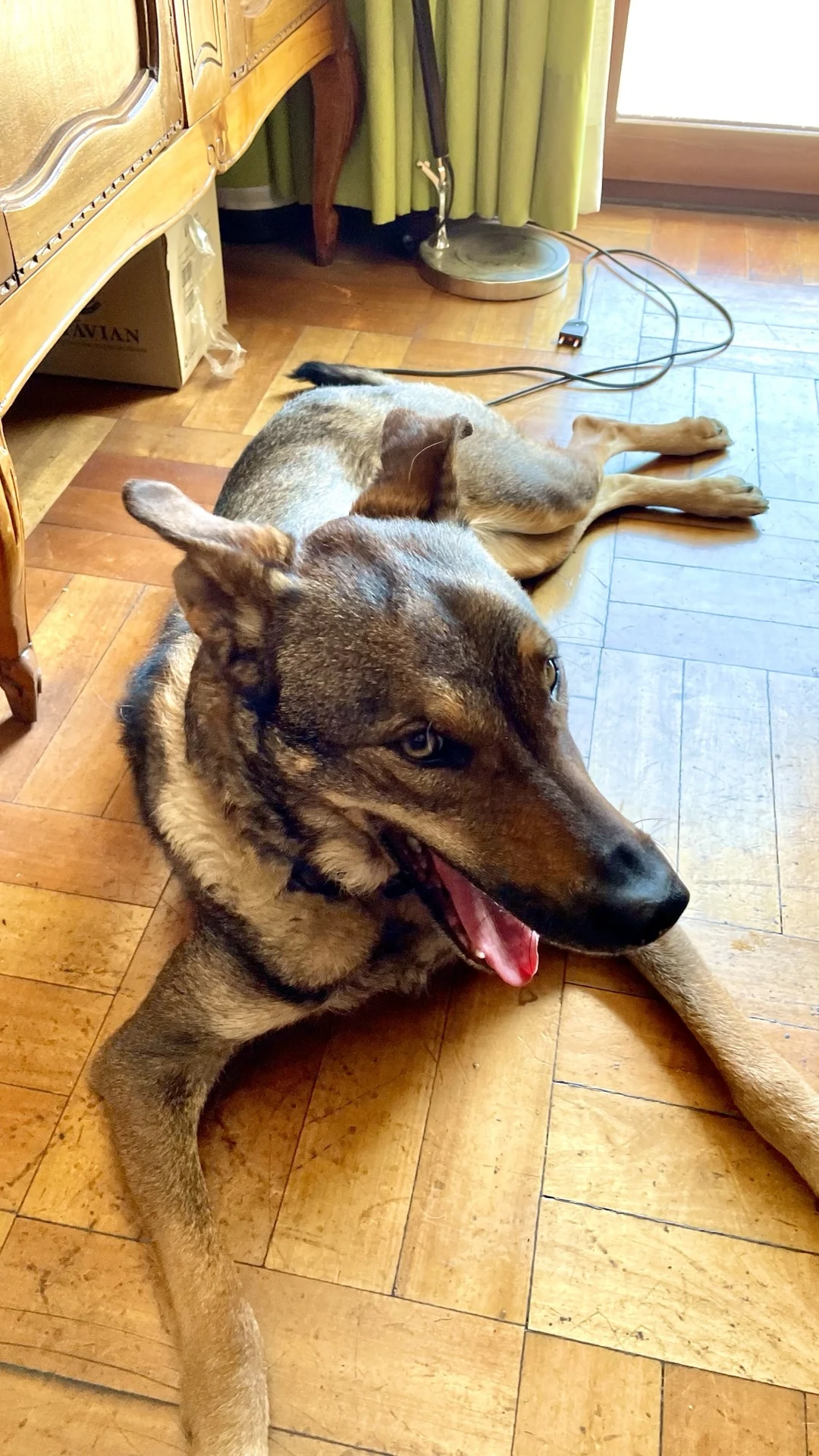 Fortunata being an absolute goofball | Scrolller