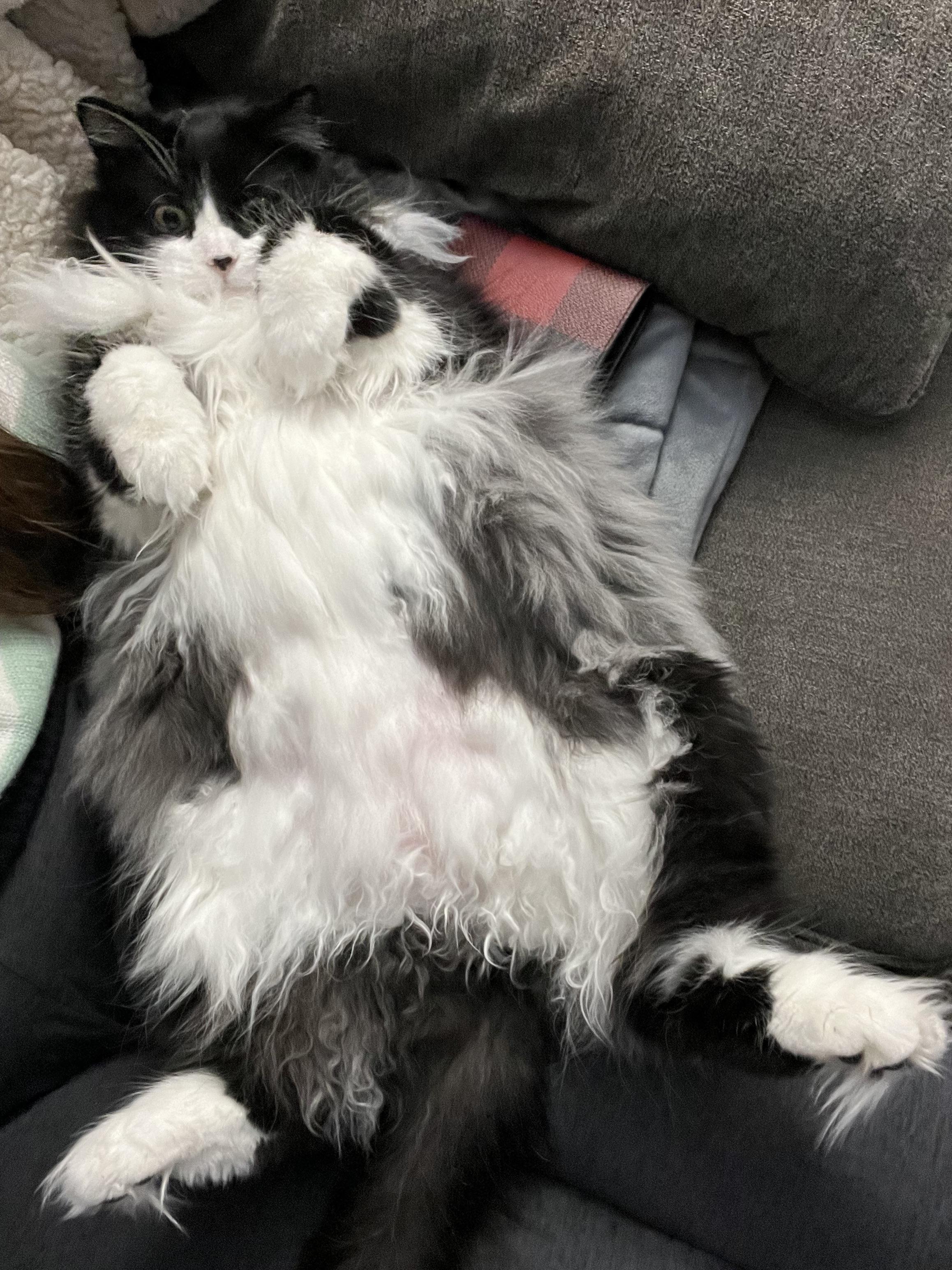 floofy floof girl | Scrolller