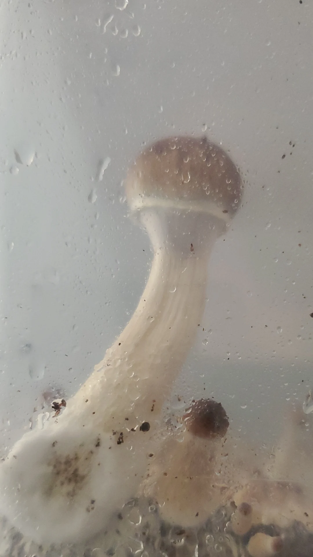 Pulled tight! | Scrolller