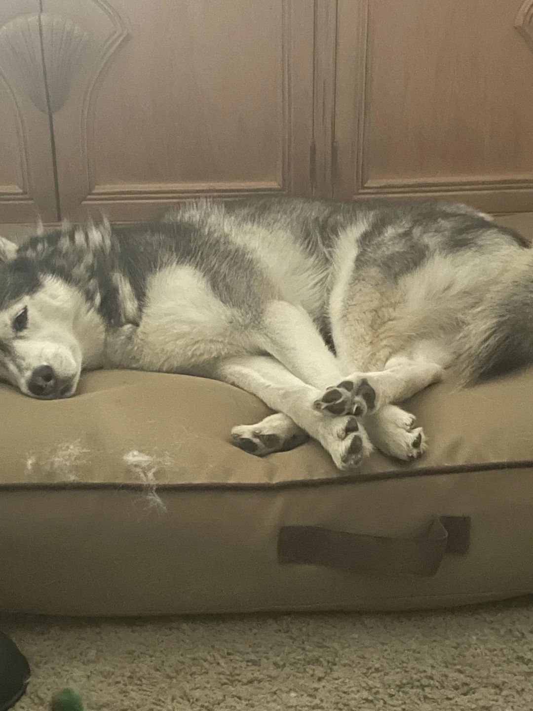 Is there lore behind the paw sandwich? 🤣🥰 | Scrolller