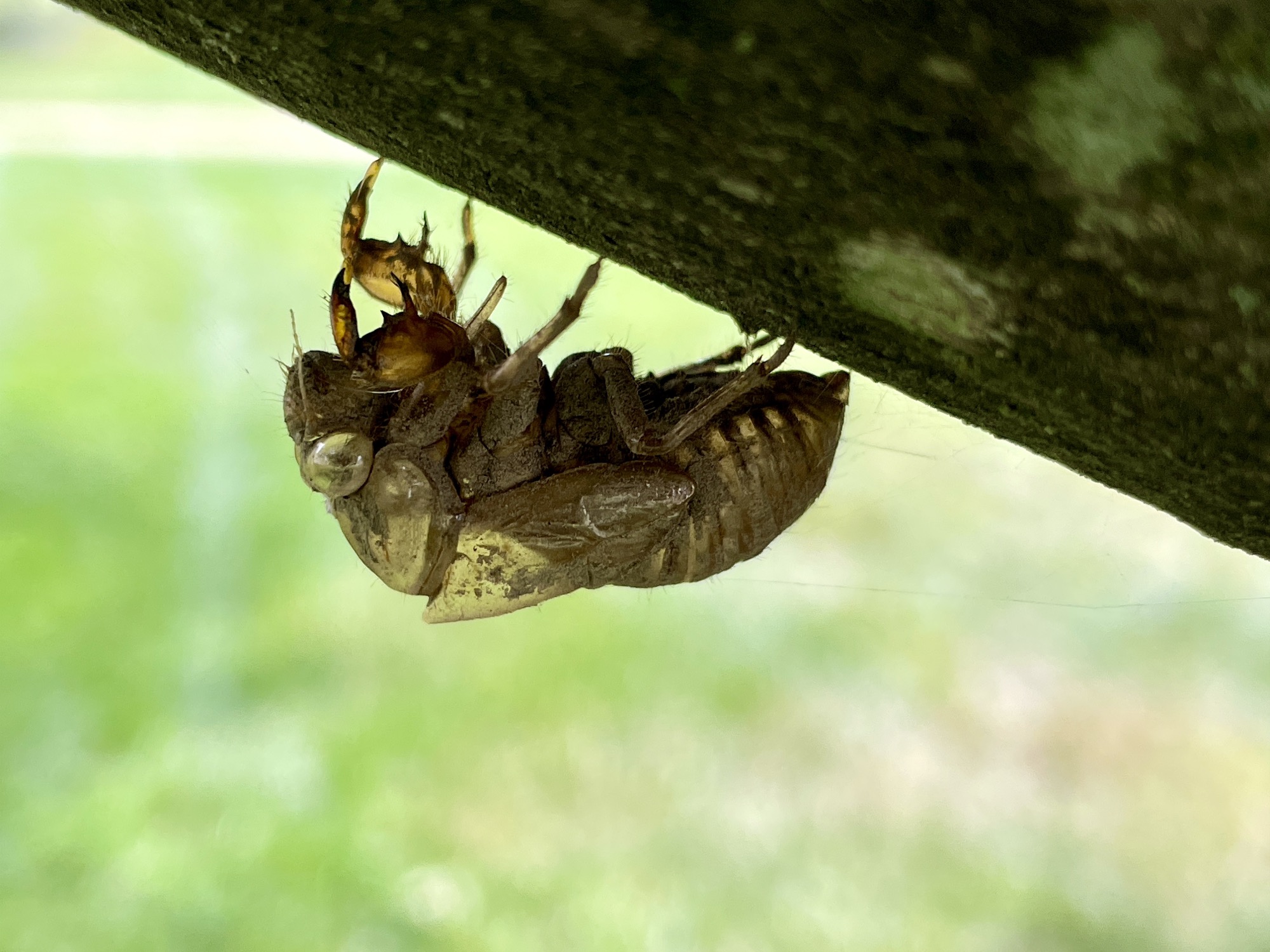 Cicada shell | Scrolller