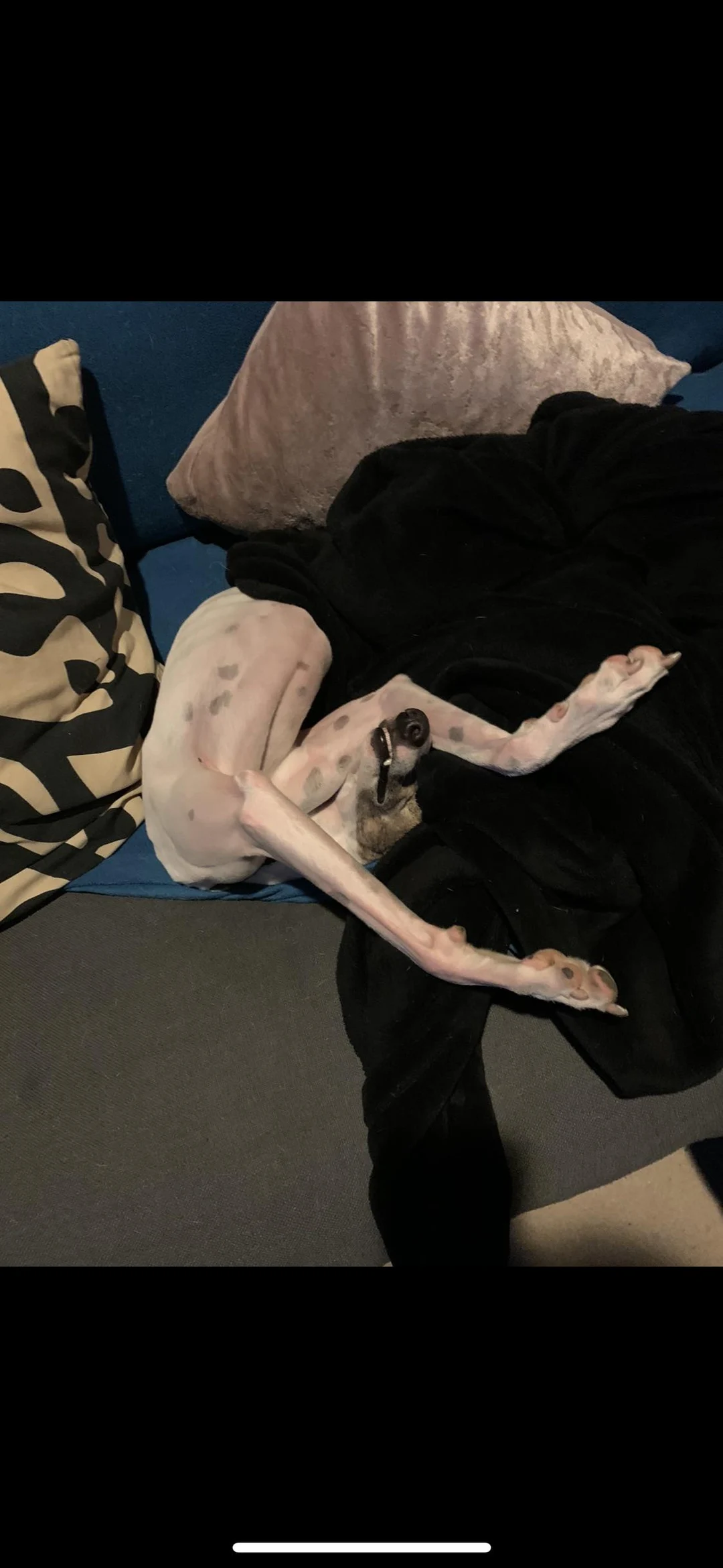 Dis doggo broken... | Scrolller