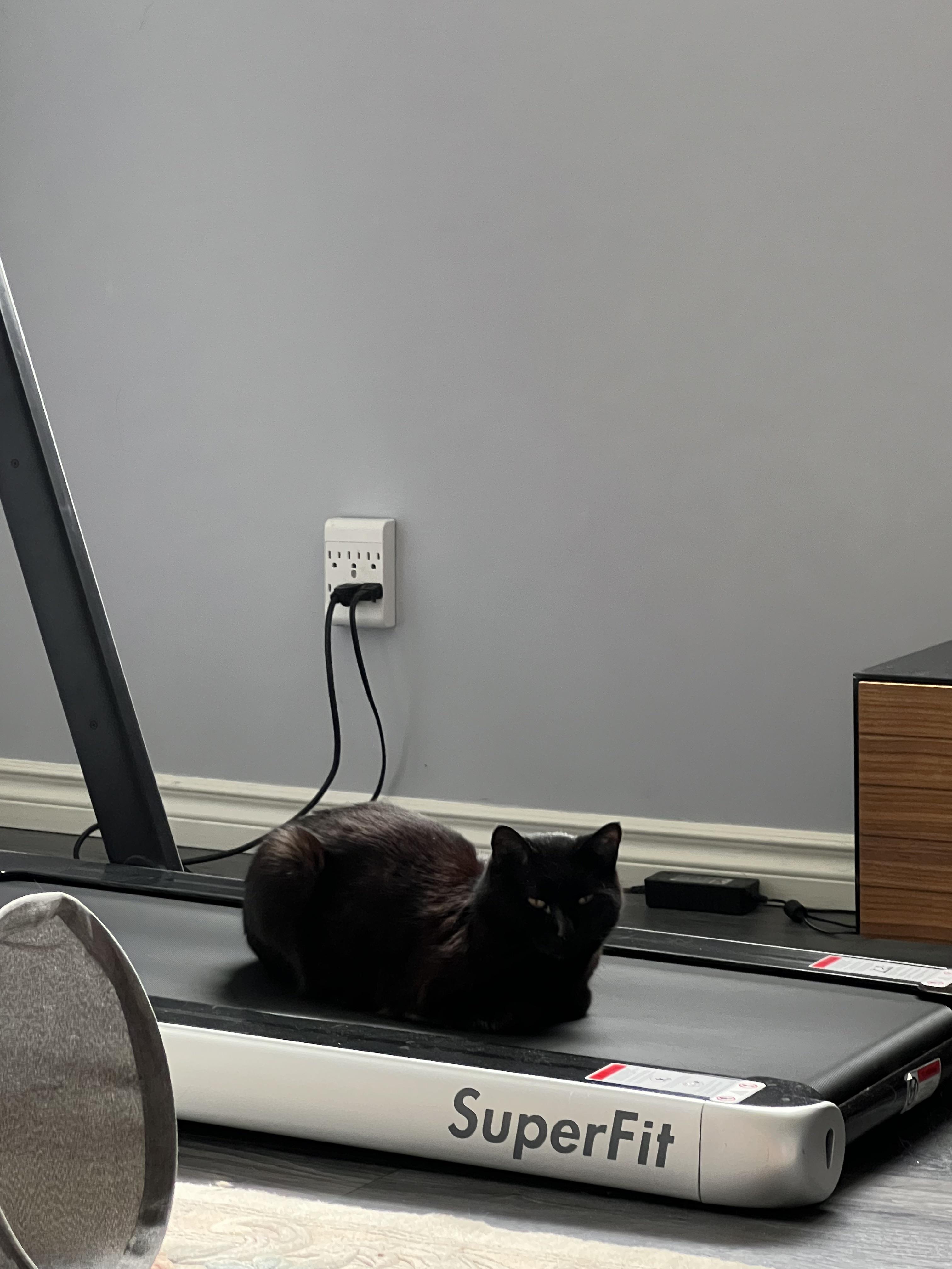 cardio cat | Scrolller