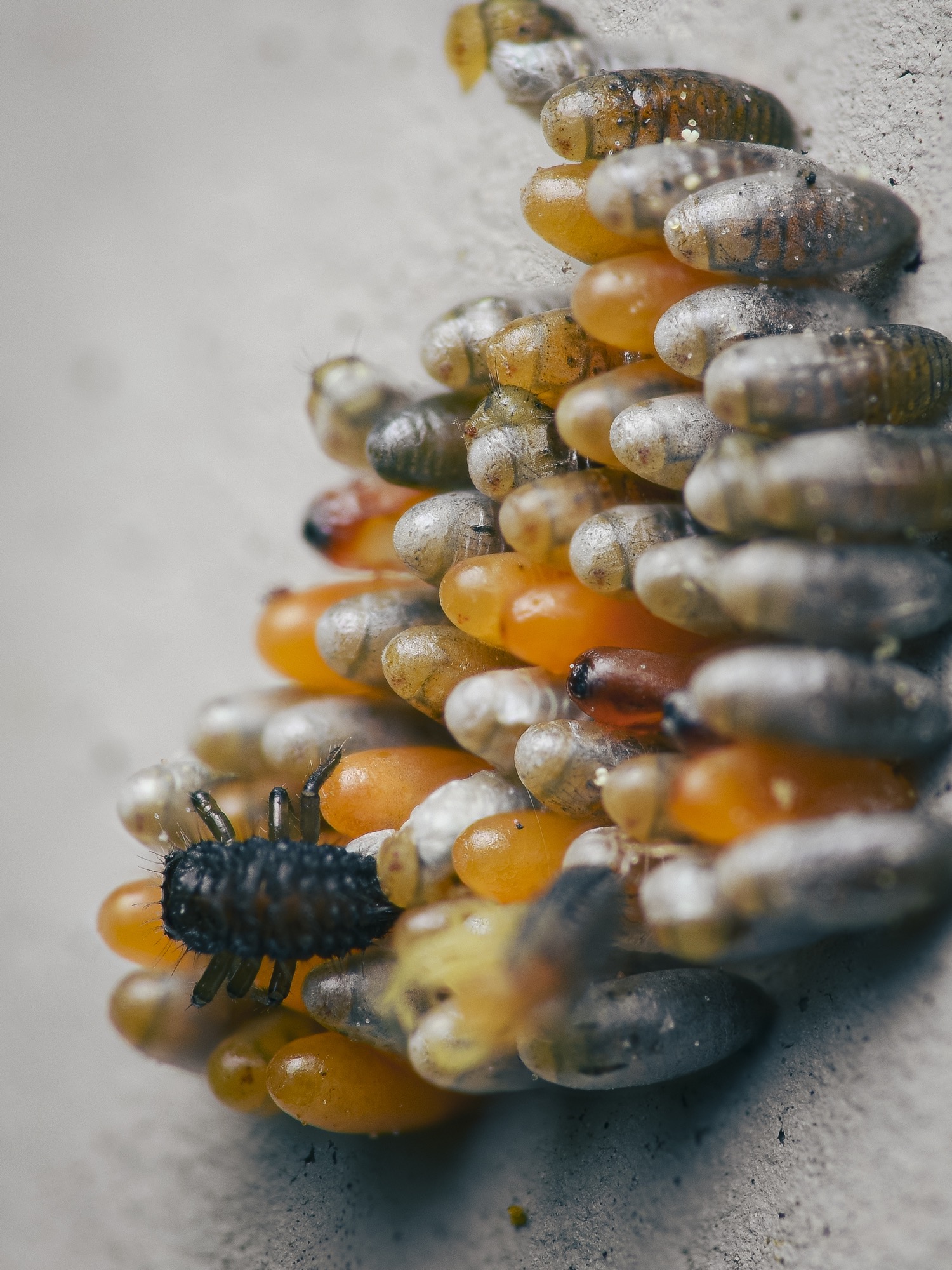Baby ladybugs hatching | Scrolller
