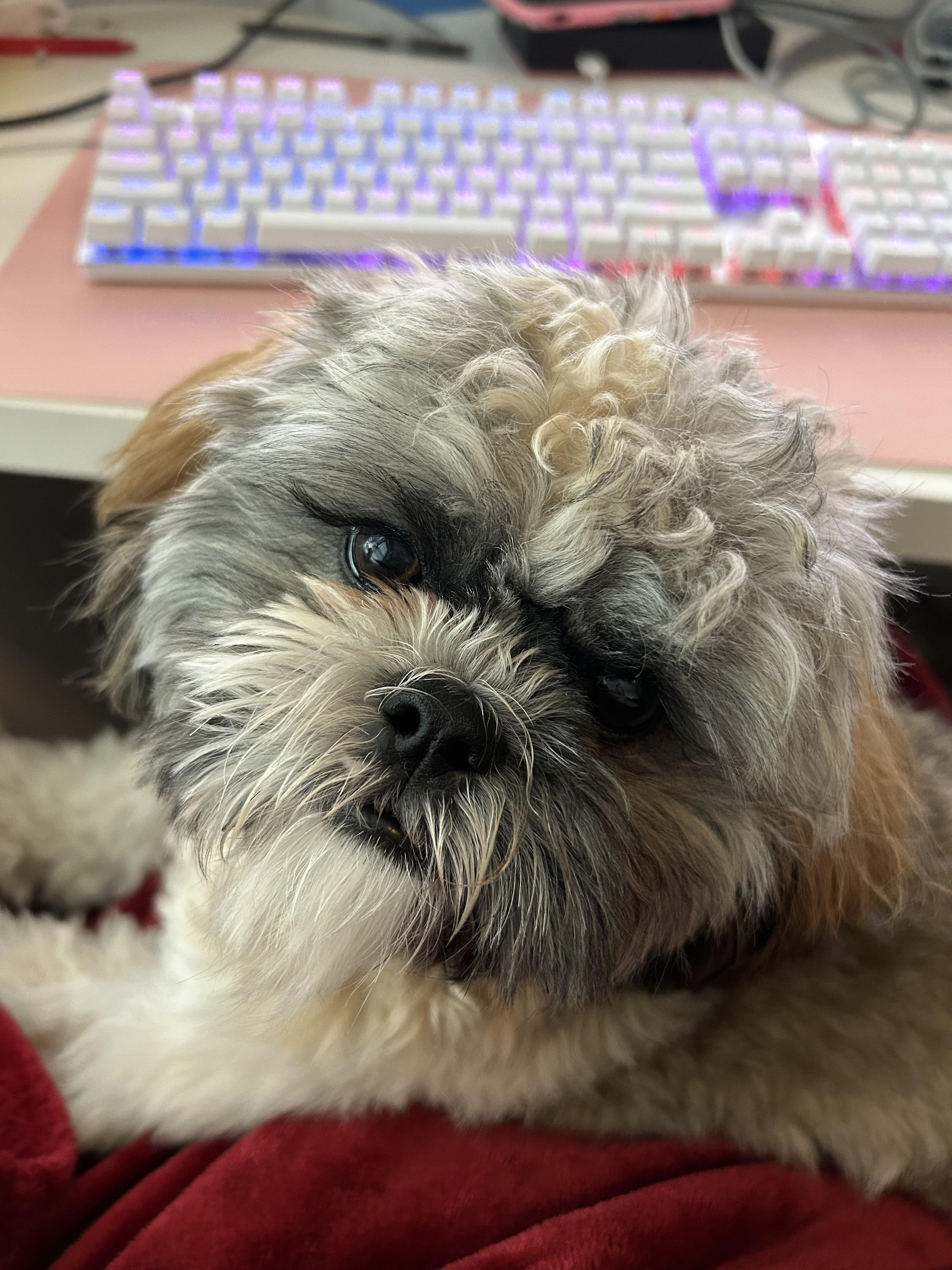 Excuse me, I demand all the pets! | Scrolller