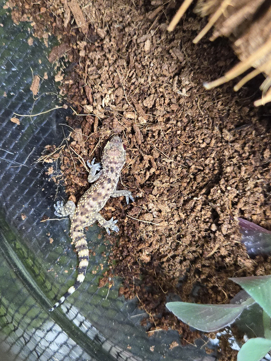 What kind of gecko is this? | Scrolller