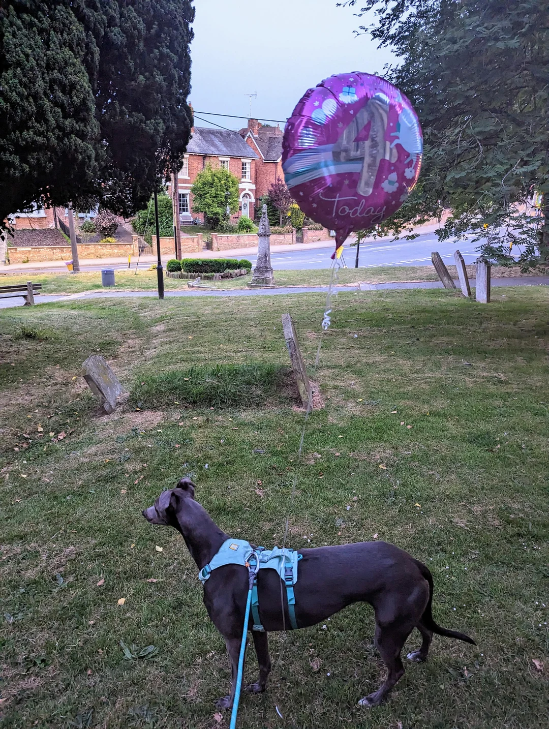 Birthday or not - Squirrel patrol never stops! 🐿️ 🎈 🎂 | Scrolller