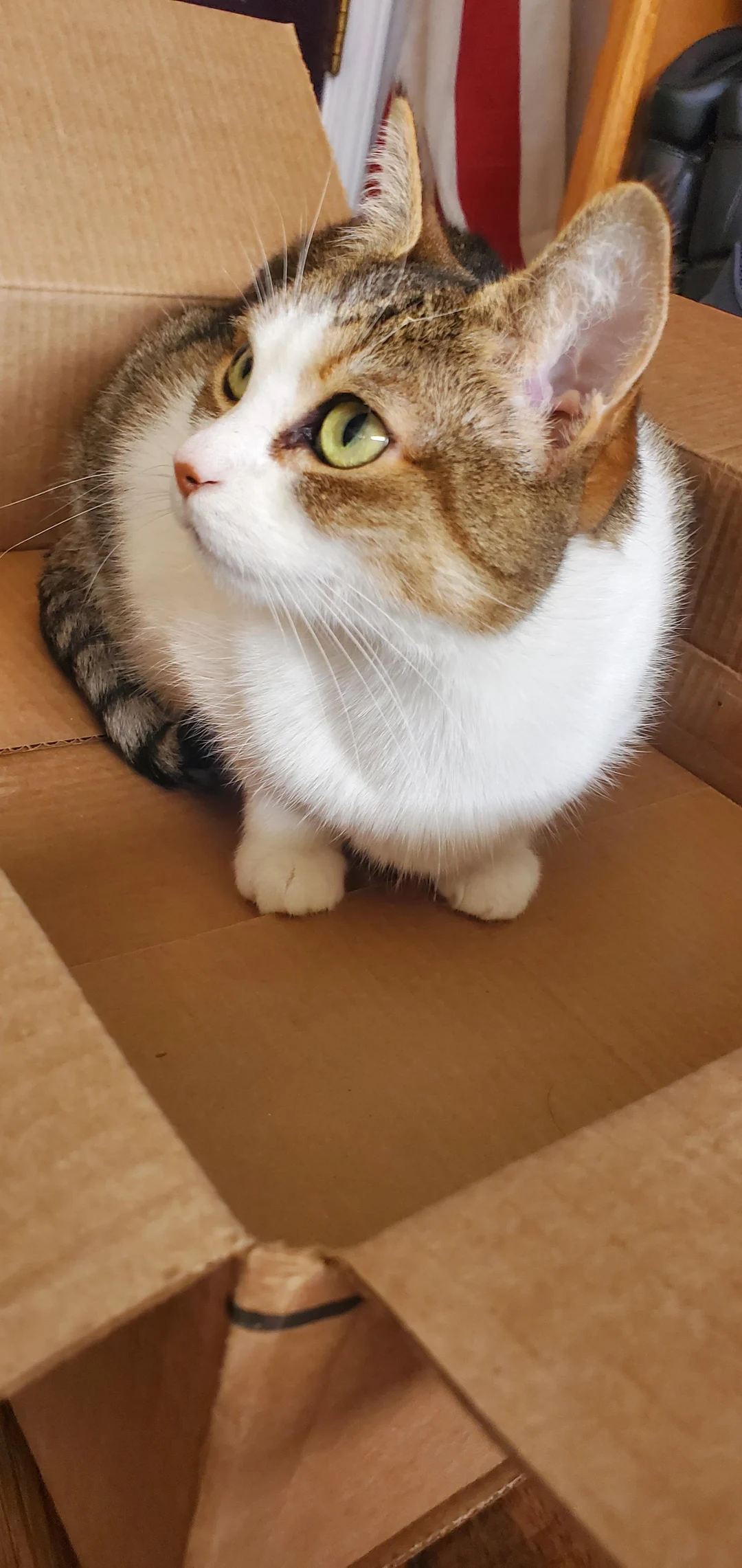 Classic trap | Scrolller